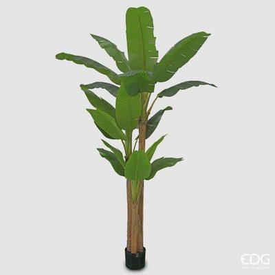 Platanero con maceta - Maison de Luxe